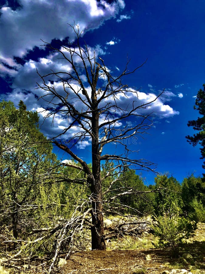 Witches Tree stock photo. Image of witches, tree, beautiful - 193260630