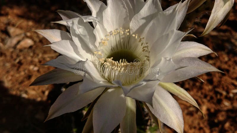 Wite rose stock image. Image of jordan, wite, rose, ward - 102545003