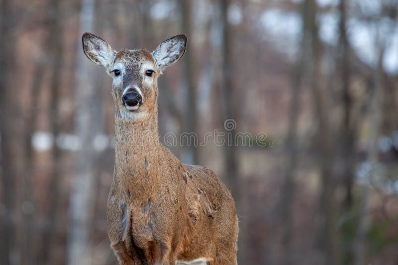 Wite-tailed Deer (Odocoileus Virginianus) Standing Alert in Springtime ...