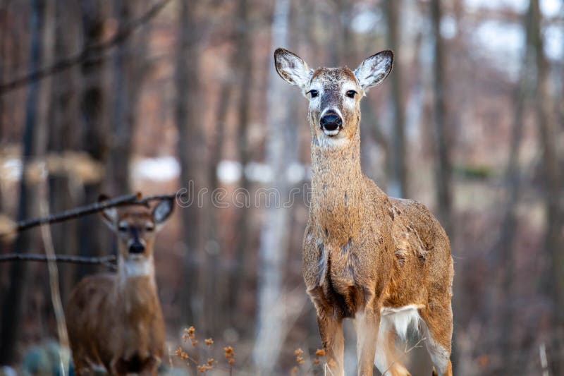 Wite-tailed Deer (Odocoileus Virginianus) Standing Alert in Springtime ...