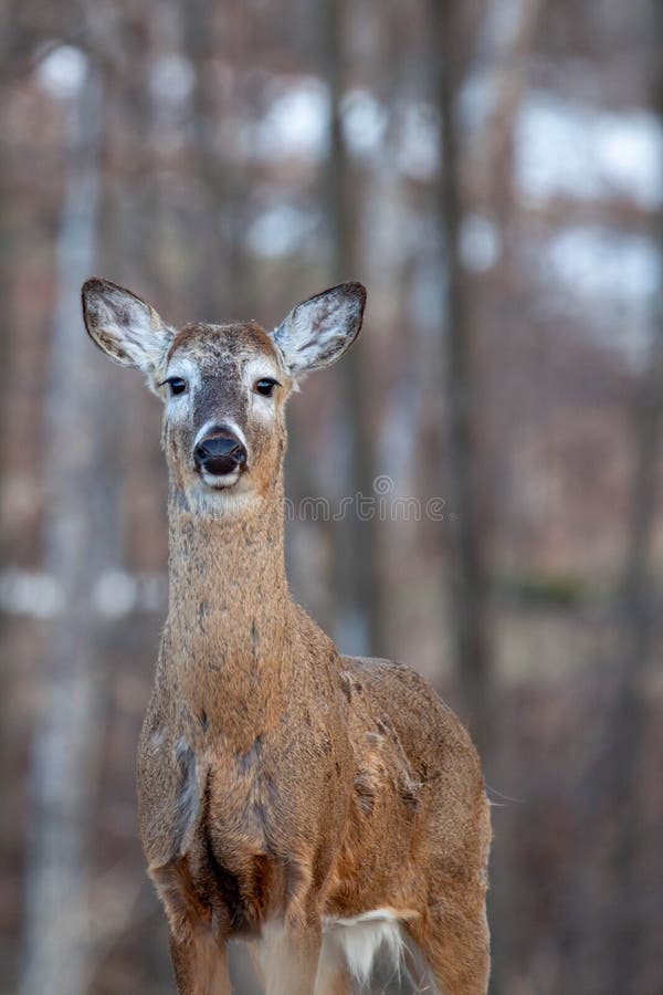 Wite-tailed Deer (Odocoileus Virginianus) Standing Alert in Springtime ...