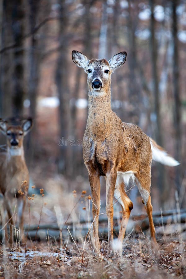 Wite-tailed Deer (Odocoileus Virginianus) Standing Alert in Springtime ...