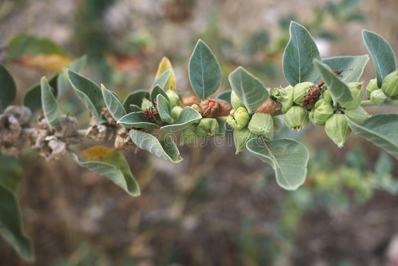 Withania Somnifera Plant Close Up Stock Photo - Image of inflorescence ...