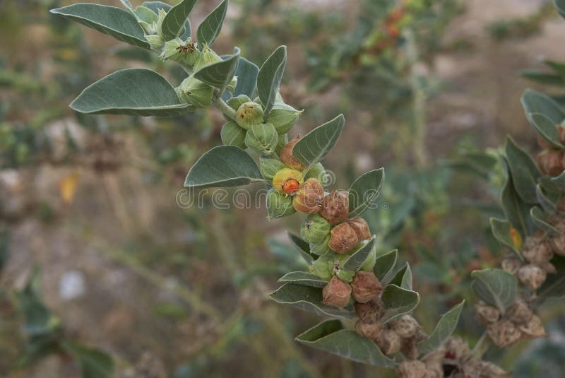 Withania Somnifera Plant Close Up Stock Image - Image of herbalism ...