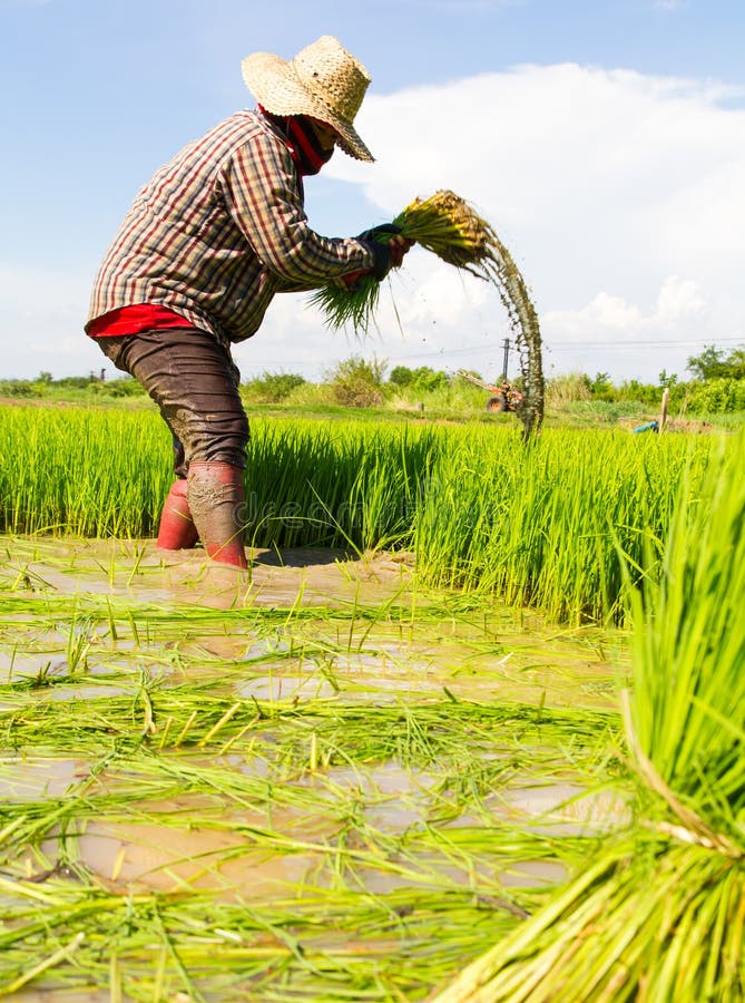 Withdrawal Pulling Rice Seedlings Editorial Stock Image - Image of ...