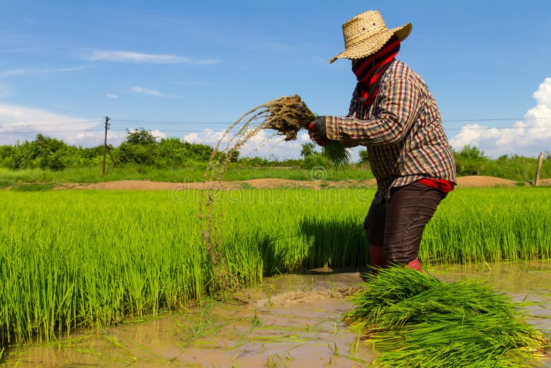 Withdrawal Pulling Rice Seedlings Editorial Image - Image of farm ...