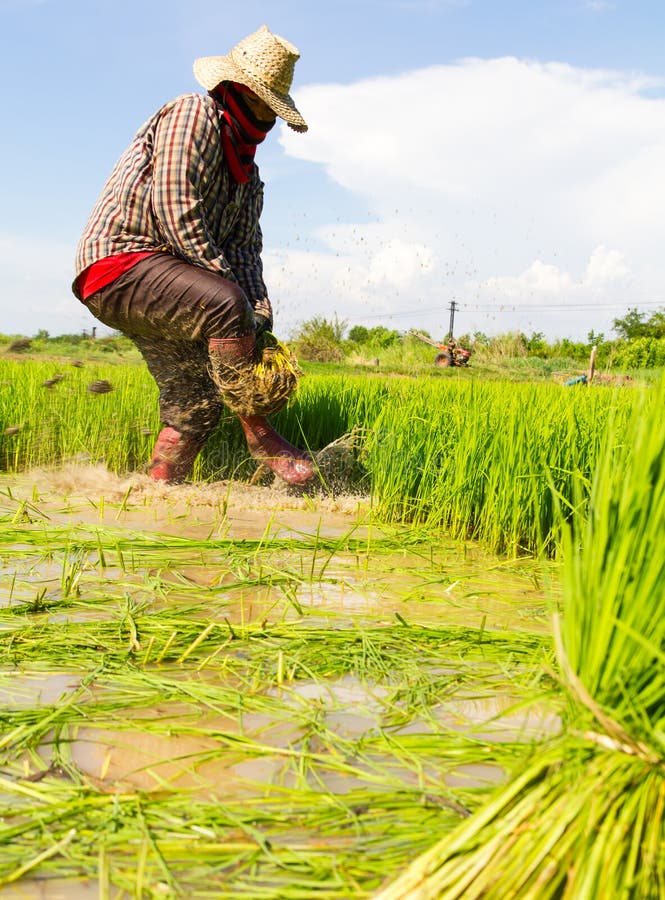 Withdrawal Pulling Rice Seedlings Stock Photo - Image of fields, green ...