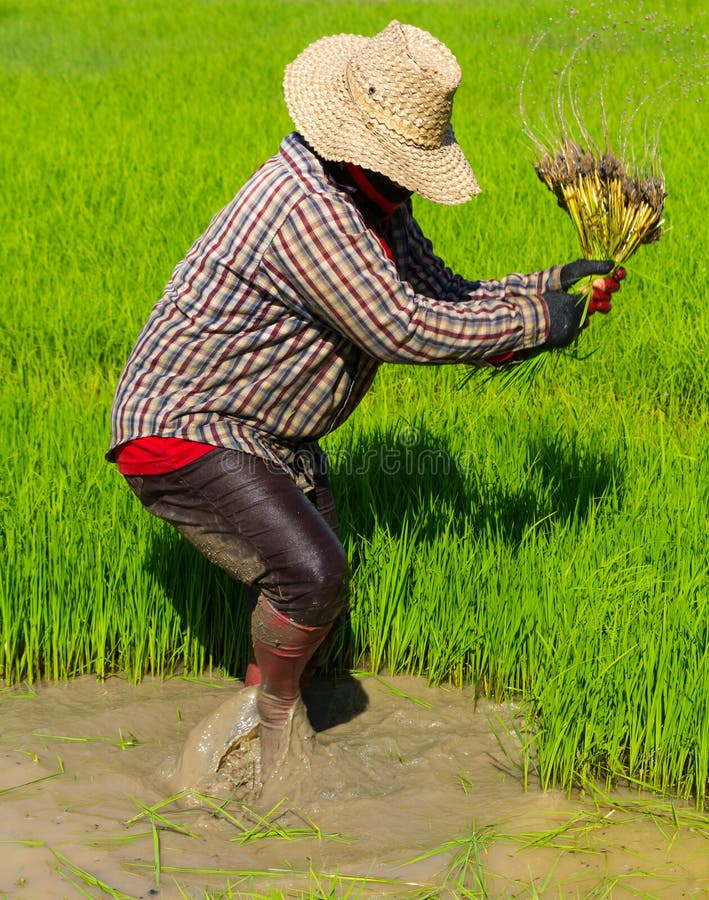 Pulling Rice Seedlings Stock Photos - Free & Royalty-Free Stock Photos ...