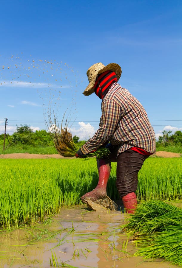 Withdrawal Pulling Rice Seedlings Stock Photo - Image of fields, green ...