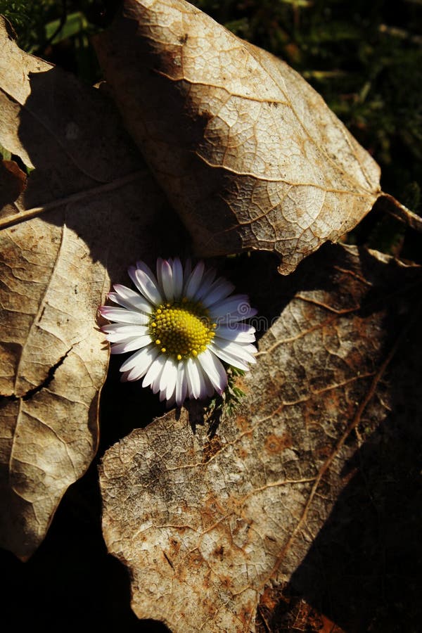 The withe flower stock image. Image of populer, dragon - 123668093