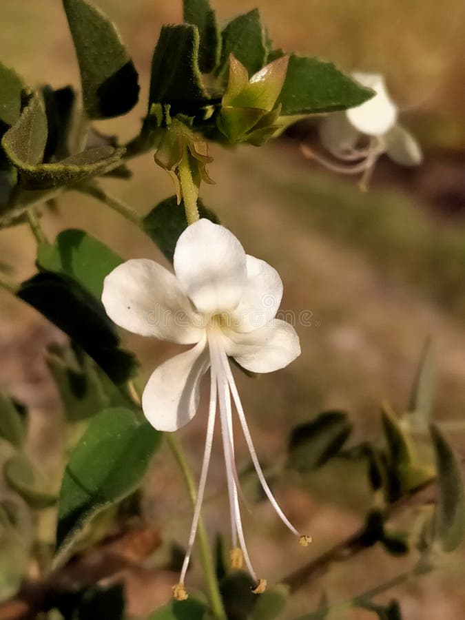 Withe flowers focus center stock photo. Image of blossom - 221351176