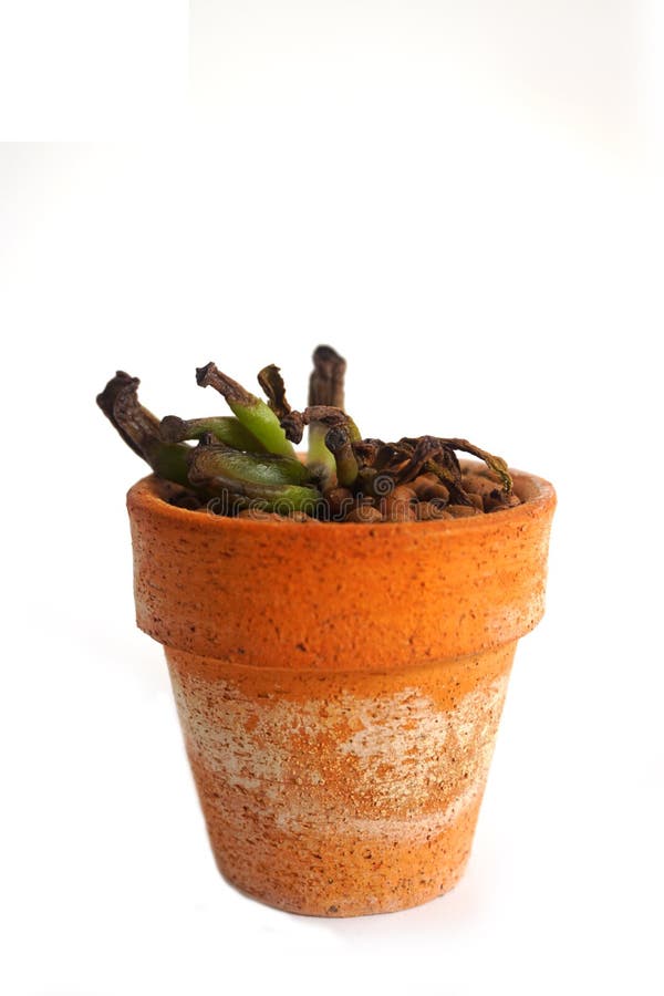 Wither Cactus ,sun Burn Cactus Stock Image - Image of desert, botany ...