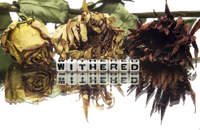 Withered stock photo. Image of faded, ornament, love - 37714000