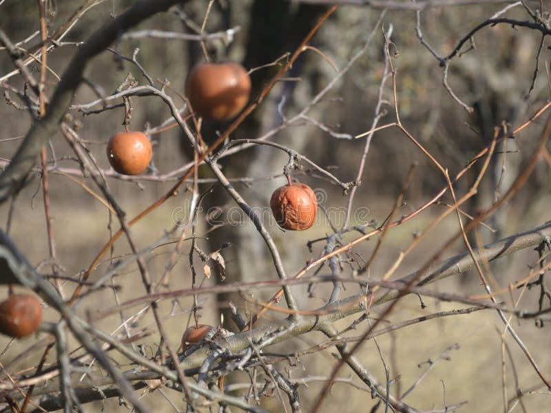 Rotten Apples Glisten in the Sun Stock Photo - Image of bird, plant ...