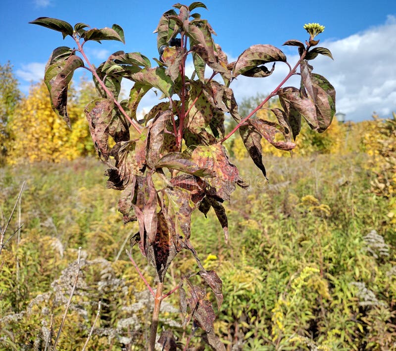 Withered Autumn Grass Tree September Stock Photo - Image of gold, park ...