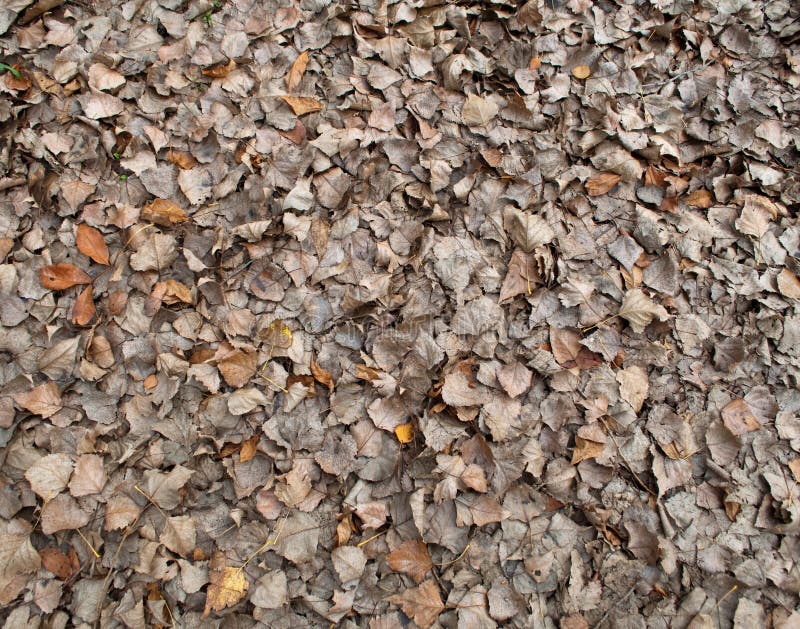 Withered autumn leaves stock image. Image of leaves, gray - 11569651