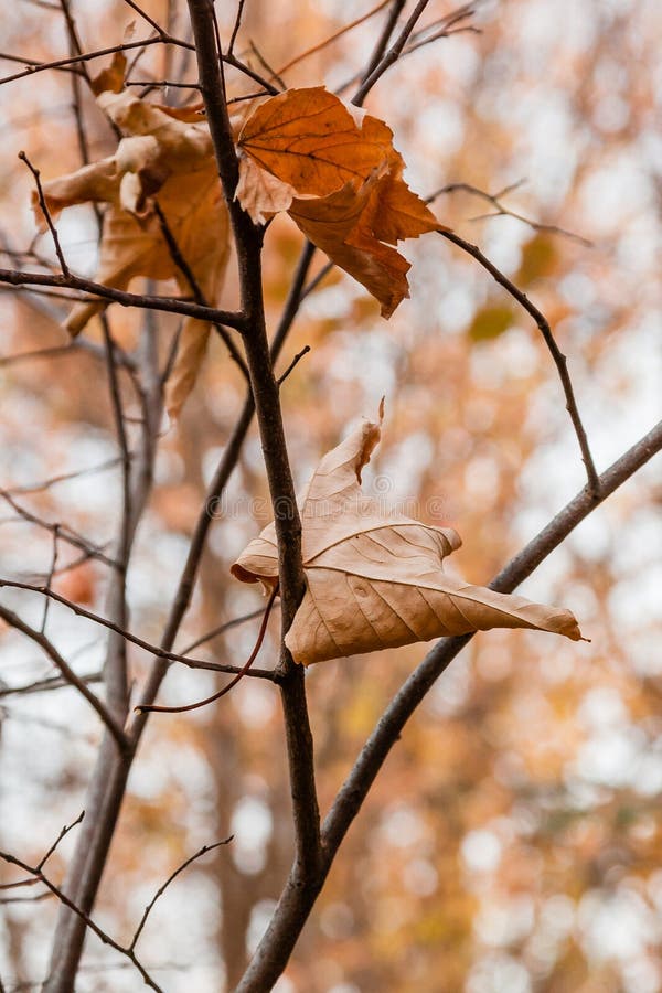 Withered Autumn Leaves on a Tree Branch Stock Image - Image of beauty ...