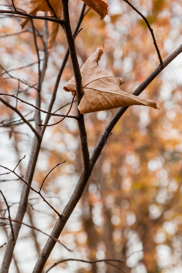 Withered Autumn Leaves on a Tree Branch Stock Photo - Image of leaves ...