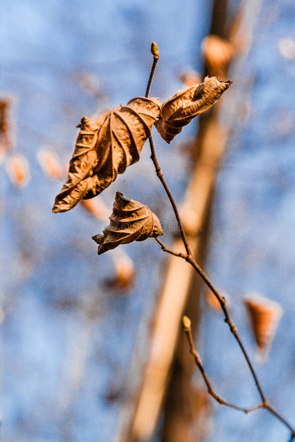 Withered Autumn Leaves on a Tree Branch Stock Photo - Image of foliage ...
