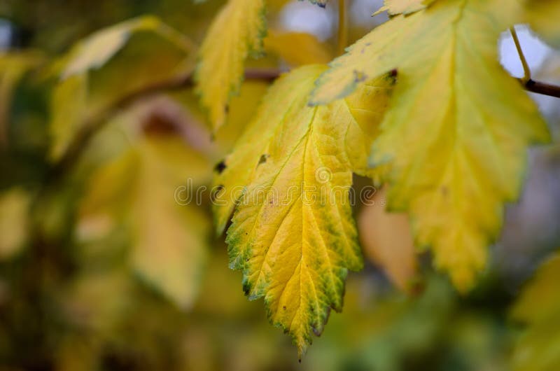 Withered Autumn Leaves on Trees in Autumn Park. Stock Photo - Image of ...