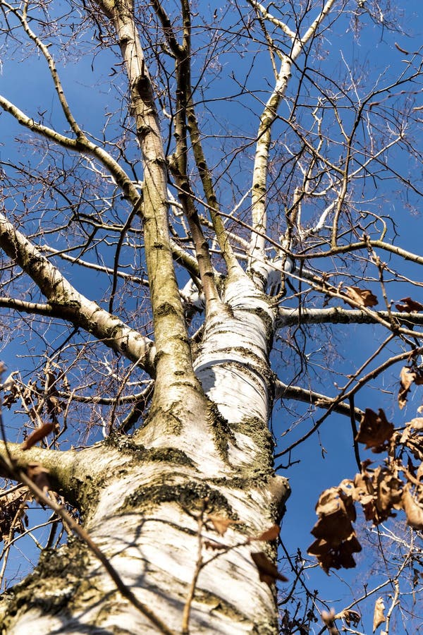 Sick forest stock image. Image of sadness, bark, grey - 21803921