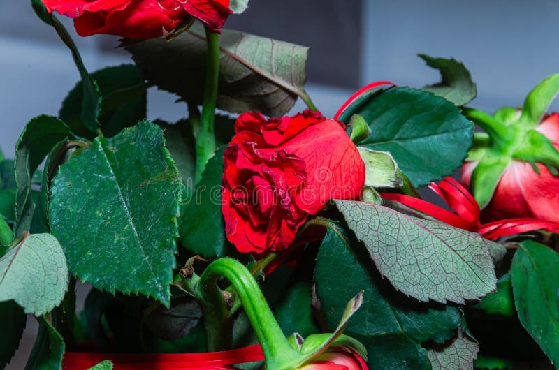 Withered Bouquet of Different Flowers Roses Stock Photo - Image of pink ...