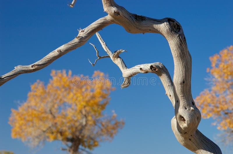 Withered Branch stock image. Image of original, limb, euphratica - 3655125