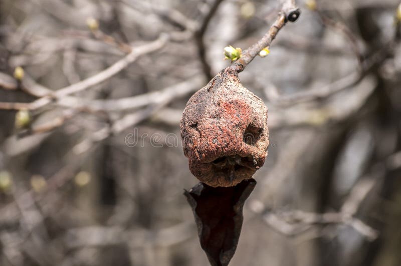 Withered on Branch Autumn Pear Stock Image - Image of plant, food: 53418545