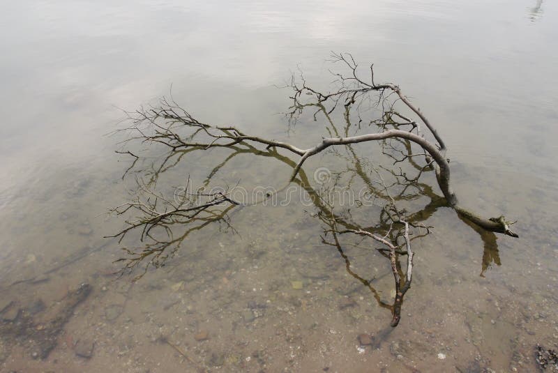 Withered branches in water stock image. Image of death - 88833089