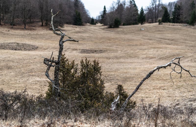 A Withered Broken Tree in the Mountains Stock Image - Image of forest ...
