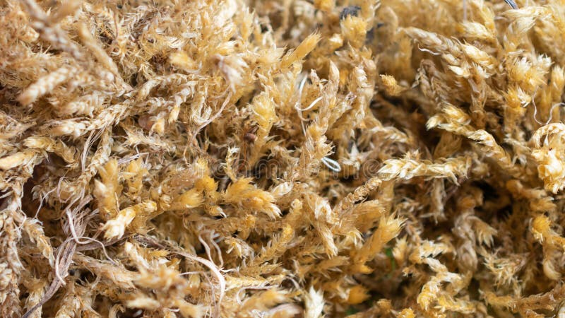 Withered Brown Moss. Texture or Background Stock Image - Image of leaf ...