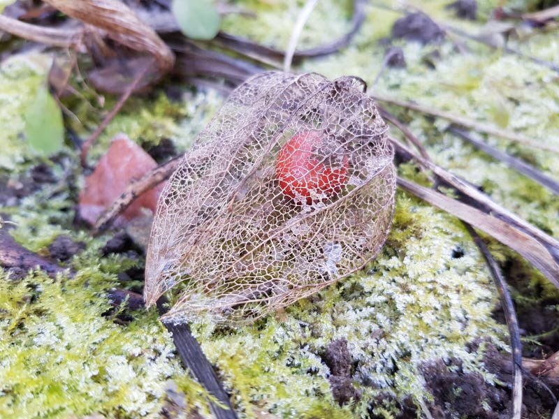 Bud and moss stock photo. Image of lies, moss, macro - 108537248