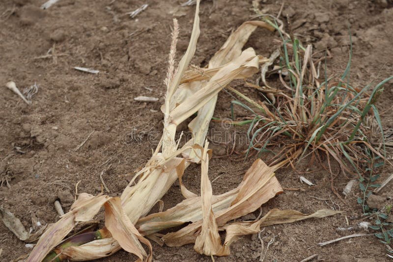 Withered Corn stock image. Image of snapped, crop, plant - 254098249