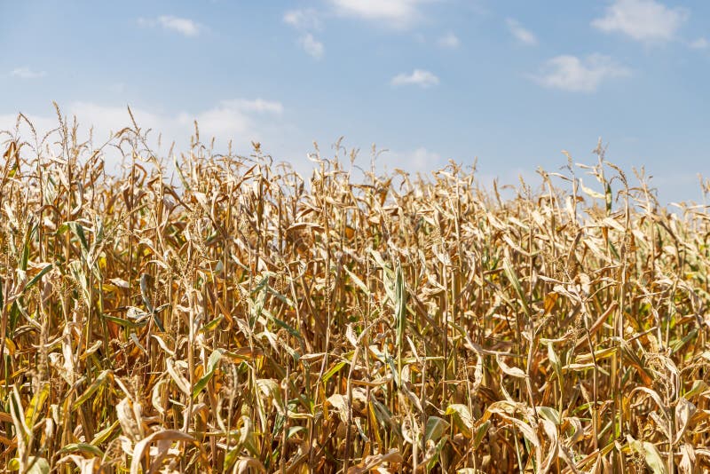 Withered corn field stock photo. Image of economy, harvest - 267218220
