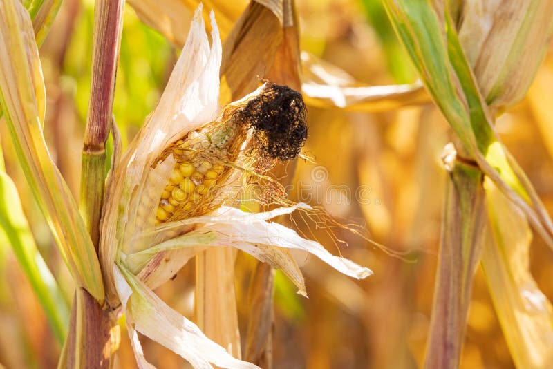 Withered corn field stock photo. Image of mais, environment - 267218294