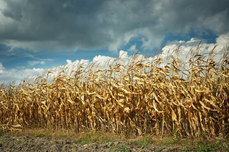 Withered corn stock photo. Image of driedup, harvest - 34615946