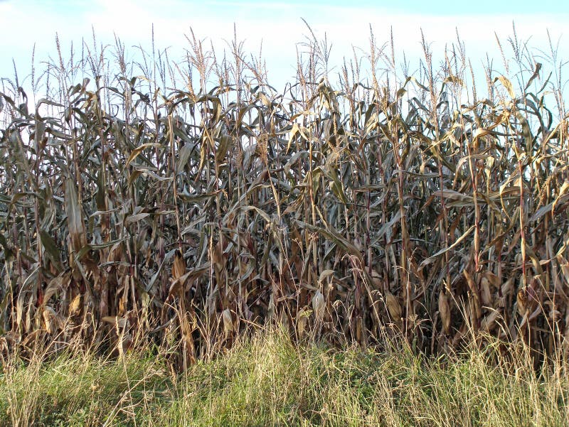 Withered corn 3 stock image. Image of dead, leaves, weathered - 168376137