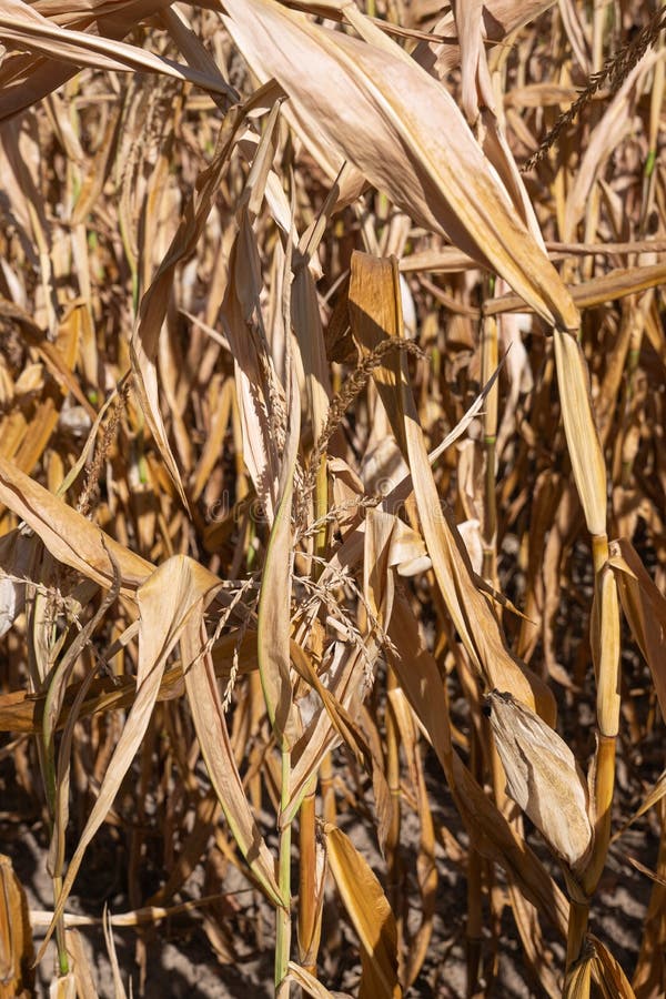 Withered Corn Plants, Aridity in Germany Stock Photo - Image of change ...
