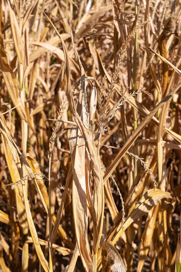 Withered Corn Plants, Aridity in Germany Stock Image - Image of corn ...