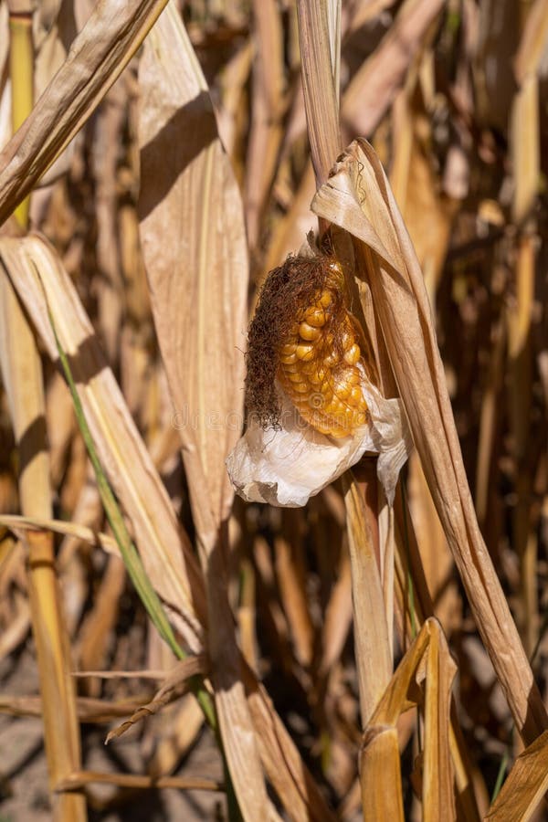 Withered Corn Plants, Aridity in Germany Stock Photo - Image of summer ...