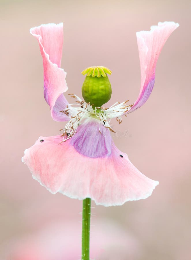 Withered rose corn poppy stock image. Image of boll - 100412305