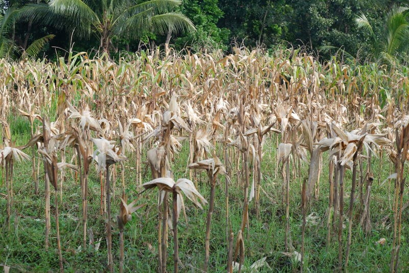 Withered corn tree stock image. Image of soil, cleaned - 250376165