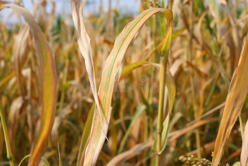 Withered crops stock image. Image of leaf, scene, color - 43504881