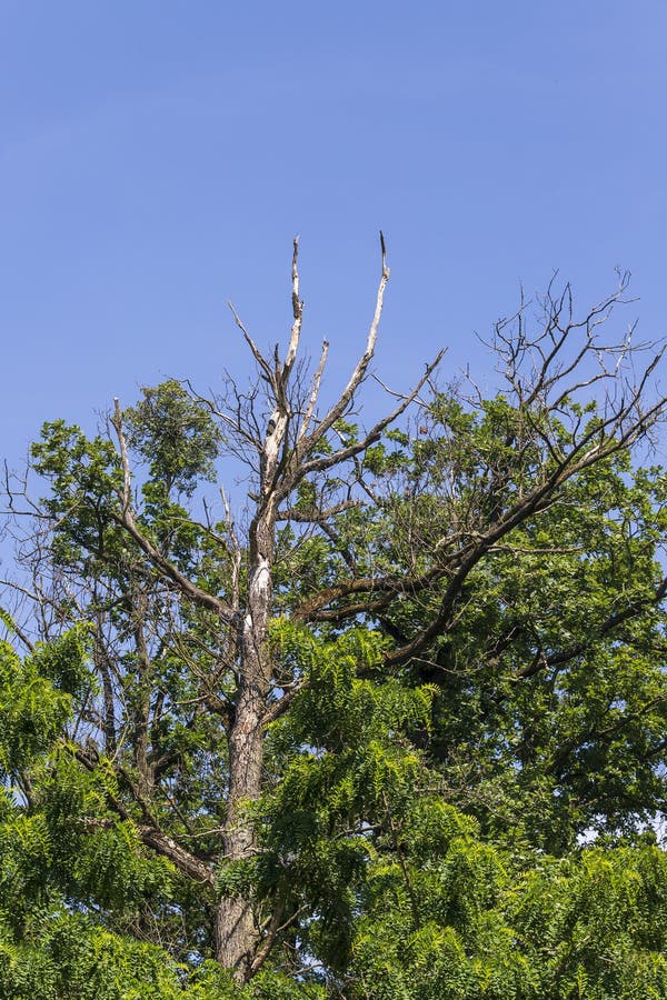 Withered Oak in the Czech Republic. Evening Light. Sick Forest. Drought ...