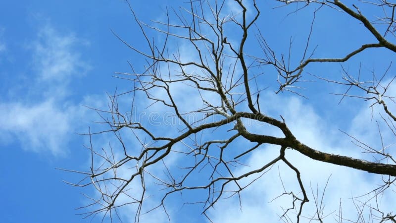 Withered Dead Tree Against the Sky with Moving Clouds Stock Footage ...