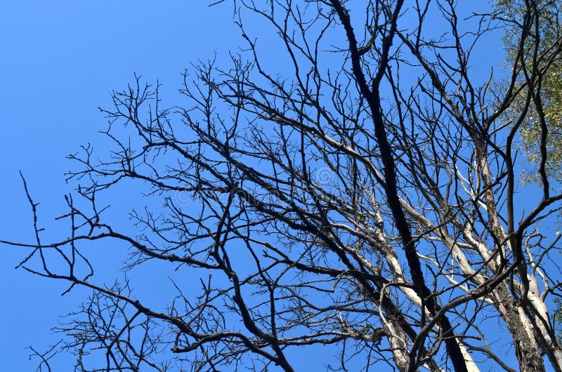 Withered Dead Tree on Blue Sky during Summer Stock Photo - Image of ...
