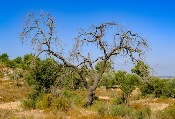 Withered Dead Tree in the Landscape Stock Image - Image of grass ...