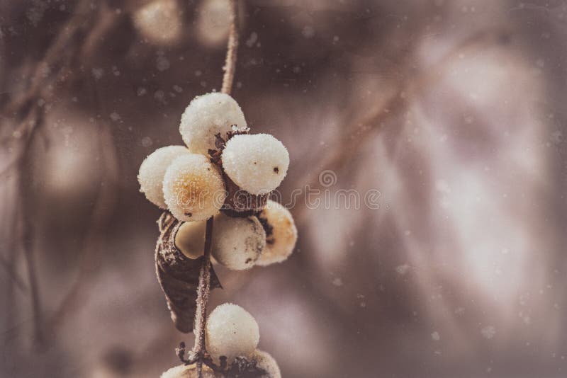 Withered Delicate Fruit in the Garden on a Cold Frosty Day while ...
