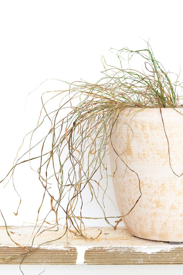 Withered Dried Plant in Pot Stock Image - Image of transience, sign ...