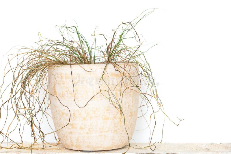 Withered Dried Plant in Pot Isolated on White Stock Image - Image of ...